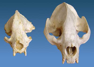 Ancient Asia - Ancient History Blog